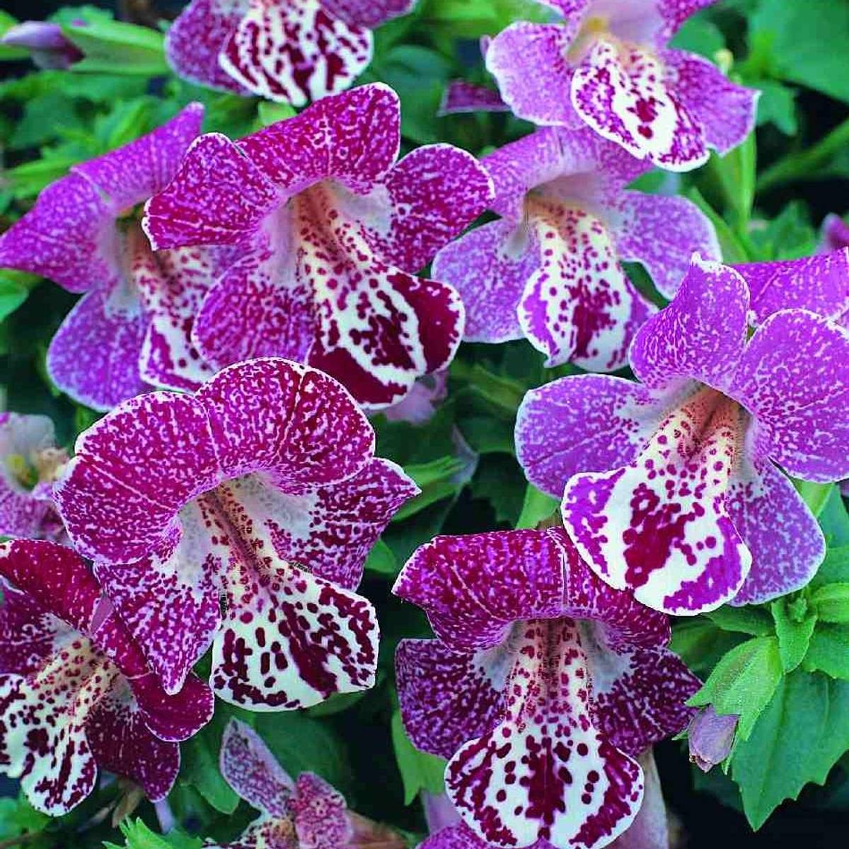 Mimulus hybrida Magic White Flame. Gjøgler -Frø- | Stort utvalg frø og løk